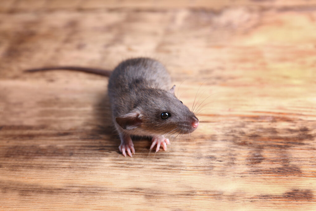 How to Get Rid of Mice and Rats in the House
