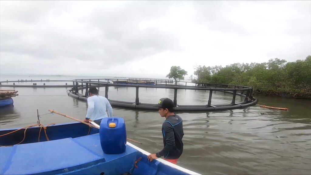 Filipino Scientist Underscores Philippine Mangrove Conservation in New ...